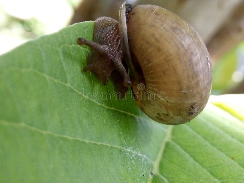 A moving snail stock image. Image of invertebrate, tree - 203544909