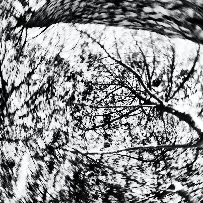 Moving tree branches stock image. Image of moving, trees - 57020299