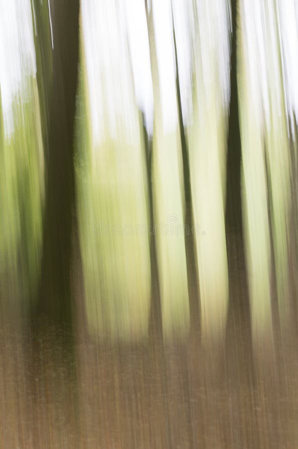 Moving trees in the forest stock photo. Image of brown - 134015752
