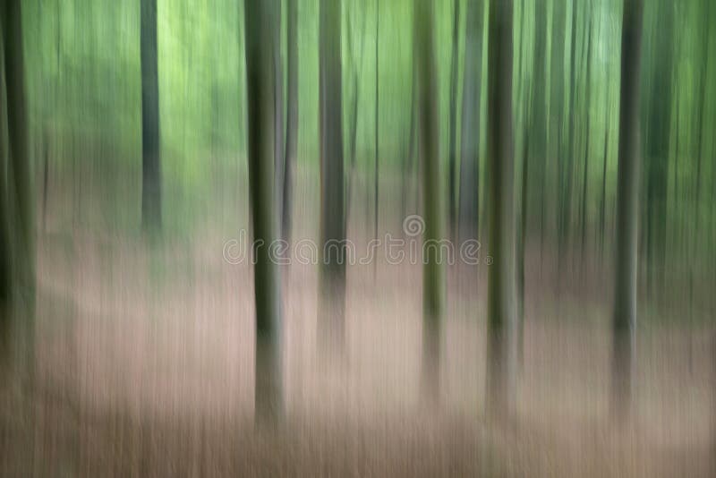 Moving trees in the forest stock photo. Image of fairy - 134015948