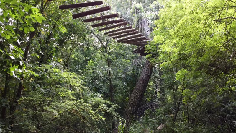 Moving through a Tropical Forest with a Large Tree at the Front and a ...