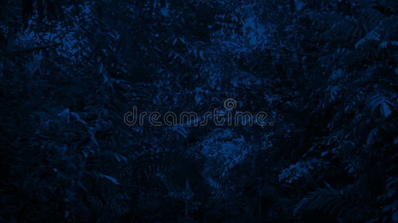 Moving Under Jungle Canopy in Moonlight Stock Footage - Video of ...