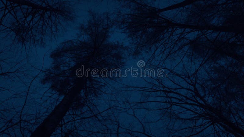 Moving Under Tall Trees in the Dark Stock Footage - Video of scary ...