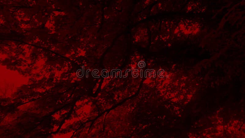 Moving Under Tree and Scary Red Sky Stock Video - Video of woods ...