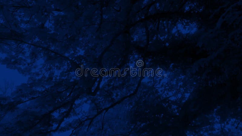 Moving Under Large Old Tree at Night Stock Video - Video of overhead, enormous: 368661065