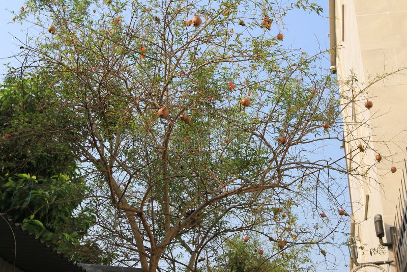 Moving Up and through an an Old Birch Tree Stock Photo - Image of park ...