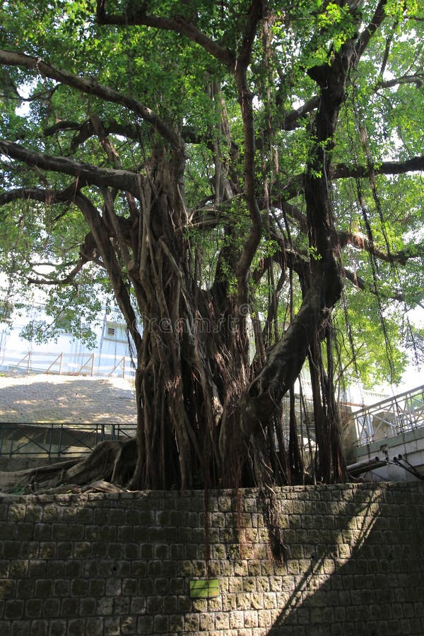Moving Up and through an an Old Birch Tree Editorial Image - Image of ...