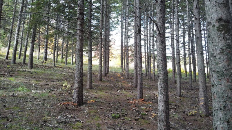 Inside Mountain Jungle Nature Quite Beautiful Environment Mountain 4K ...