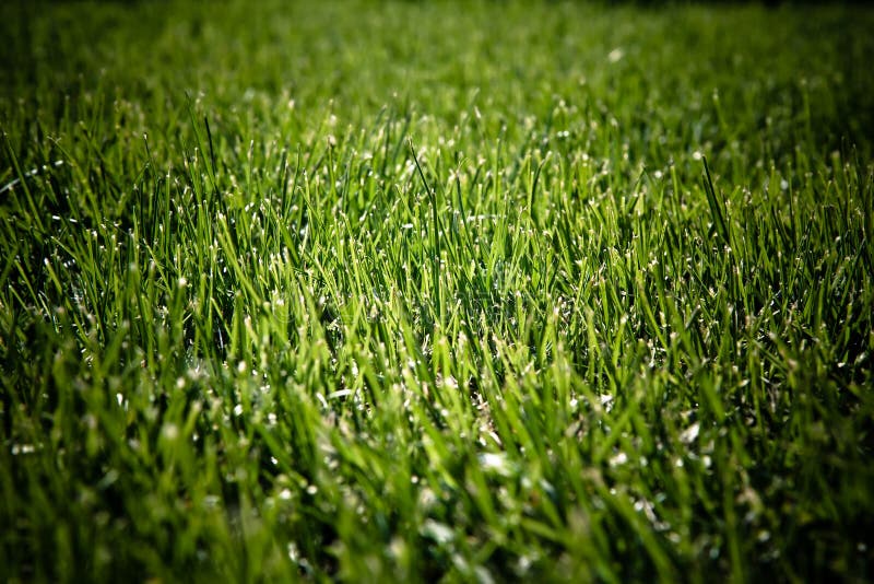 Mow Grass Playing Field with Dark Edges As Background Stock Image ...