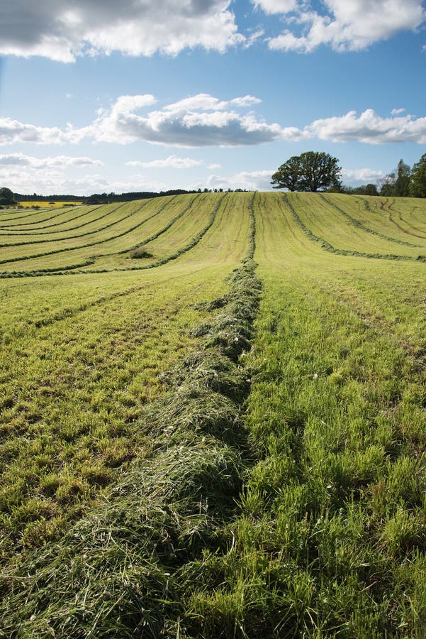Mowed agricultural field. stock image. Image of grass - 54980637