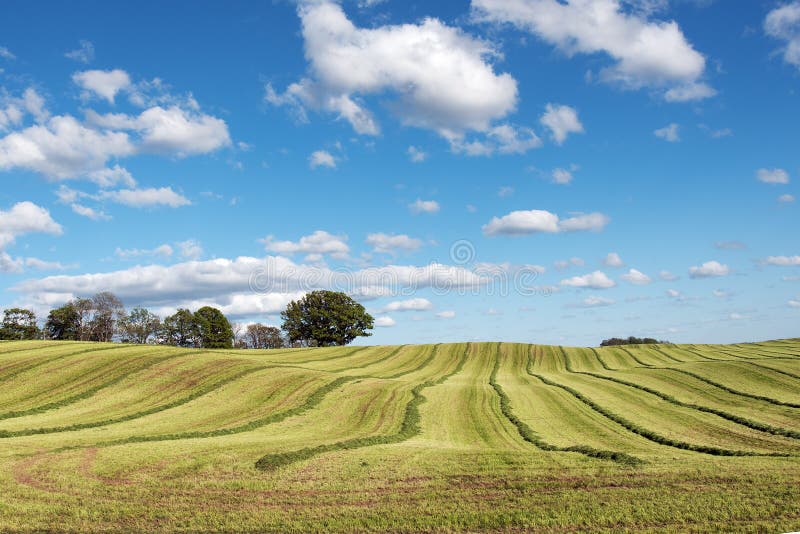 Mowed agricultural field. stock photo. Image of farm - 54980762