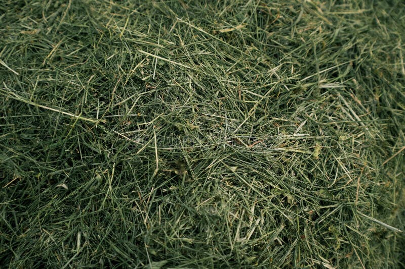 Mowed Chopped Hay. Mowed Grass. Texture. Mulch Stock Image - Image of ...