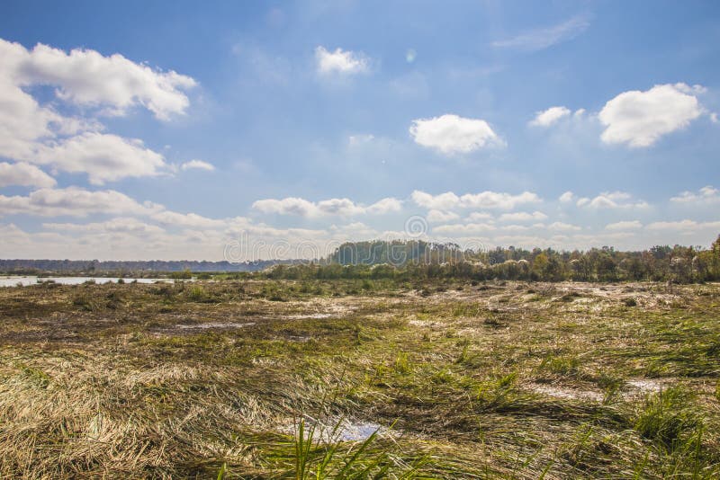 Marsh, Fall Colors: Yellow, Light Green, Golden. Plants, Lake, Pond ...