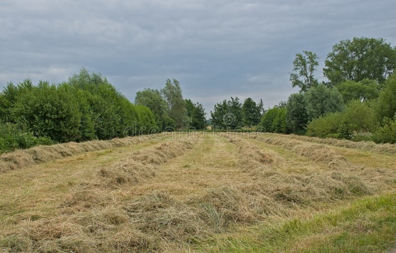 Mowed Field with Drying Grass in the Flemish Countryside Stock Image ...