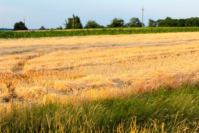 Mowed Field of Wheat Stubble of Mowed Field Stock Photo - Image of ...