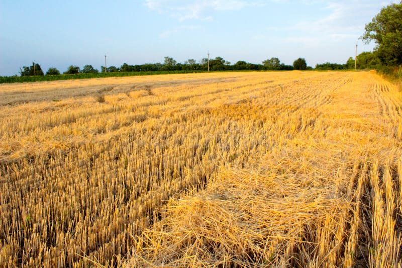 Mowed Field of Wheat Stubble of Mowed Field Stock Photo - Image of ...