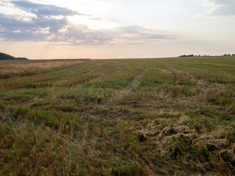 Mowed Field with Wheat at Sunset Stock Photo - Image of agriculture ...