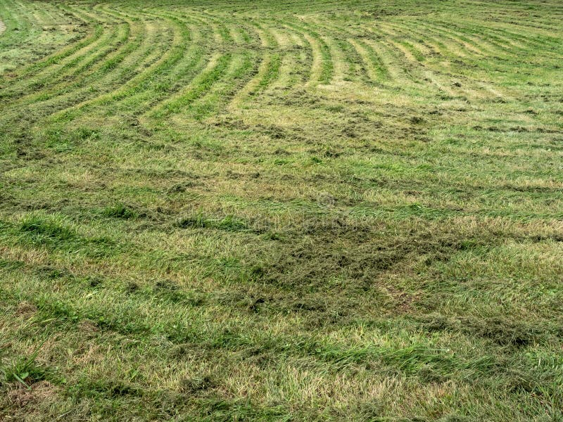 Moved grass stock photo. Image of flora, background - 114019856