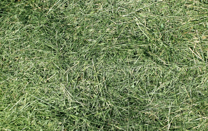 Mowed Grass Background Texture Stock Photos - Download 1,192 Royalty ...