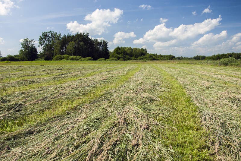 Mowed Grass in a Meadow and Shrubbery Stock Photo - Image of blue ...