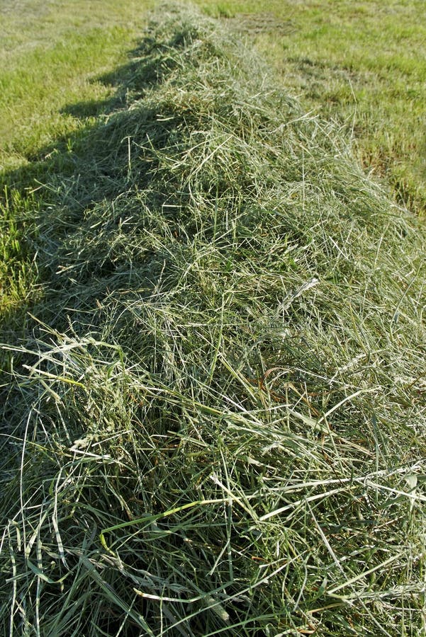 Mowed hay. stock photo. Image of pasture, land, nature - 41792048