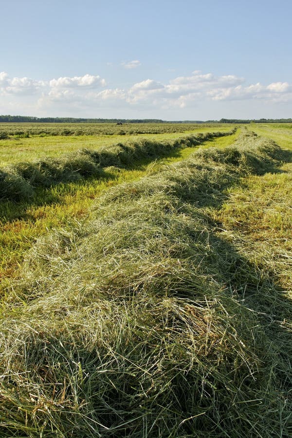 Mowed hay. stock photo. Image of farming, plant, scenery - 88754970