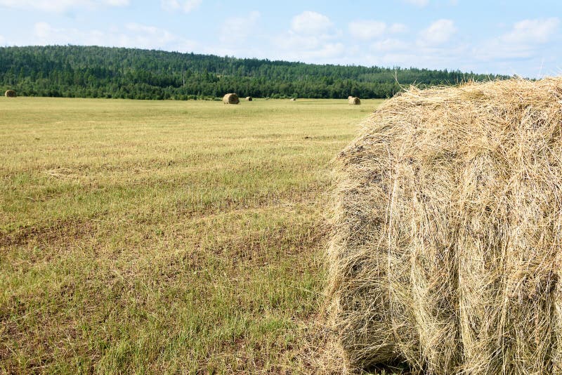 Mowed Hay Stacked for Drying Stock Image - Image of stack, storage ...