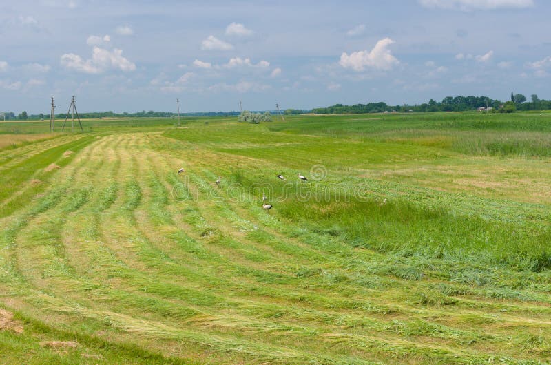 Mowed Hay with Storks on a Water-meadow Stock Image - Image of field ...