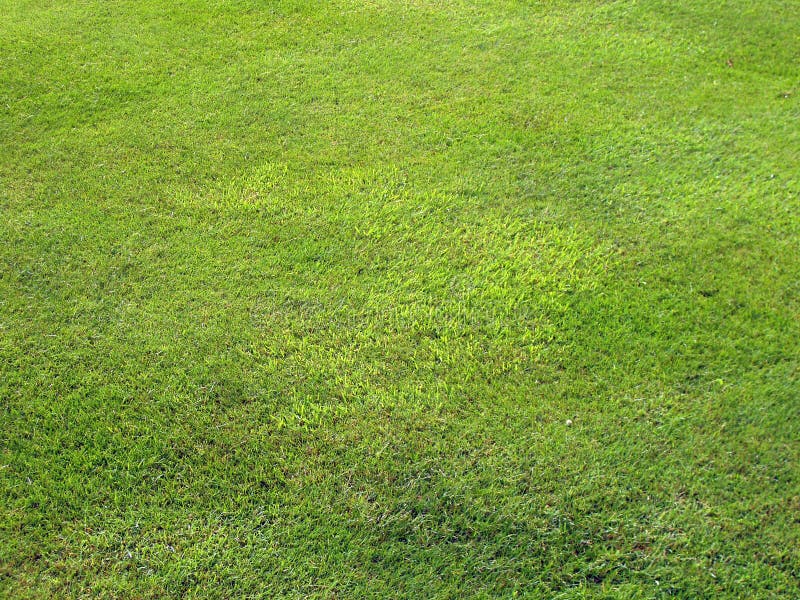 Mowed lawn stock photo. Image of flora, grow, grass, ground - 23710566