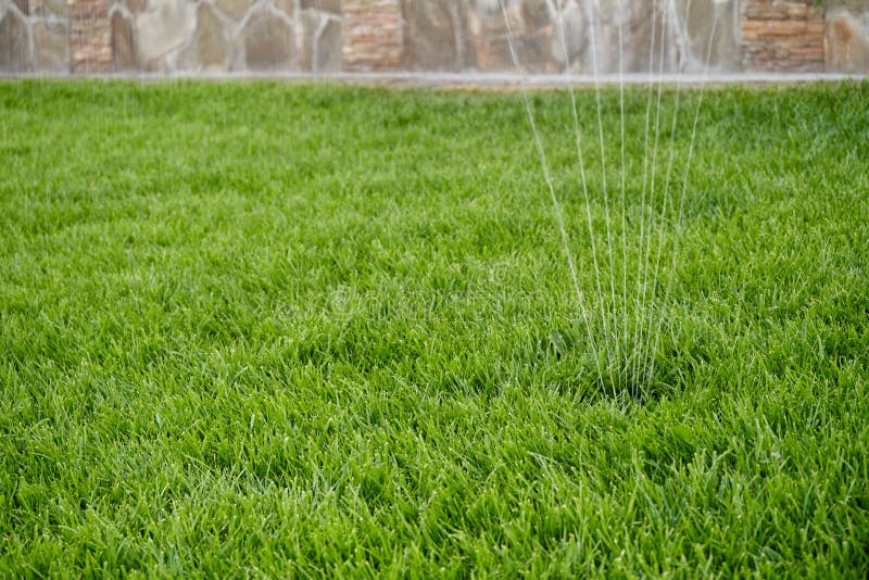 The Mowed Lawn Pours Water Over the Sprinkler Stock Image - Image of ...