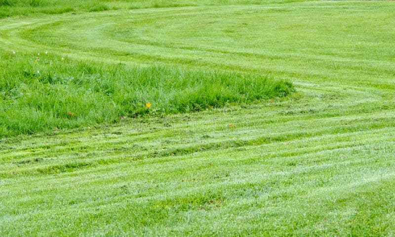 Mowed meadow stock photo. Image of mower, summer, golf - 67972522