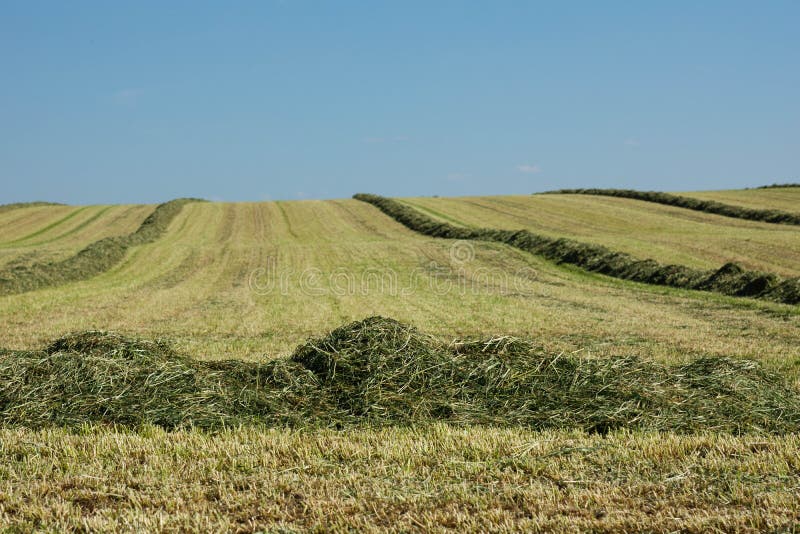 Mowed meadow stock photo. Image of landscape, season - 72638256