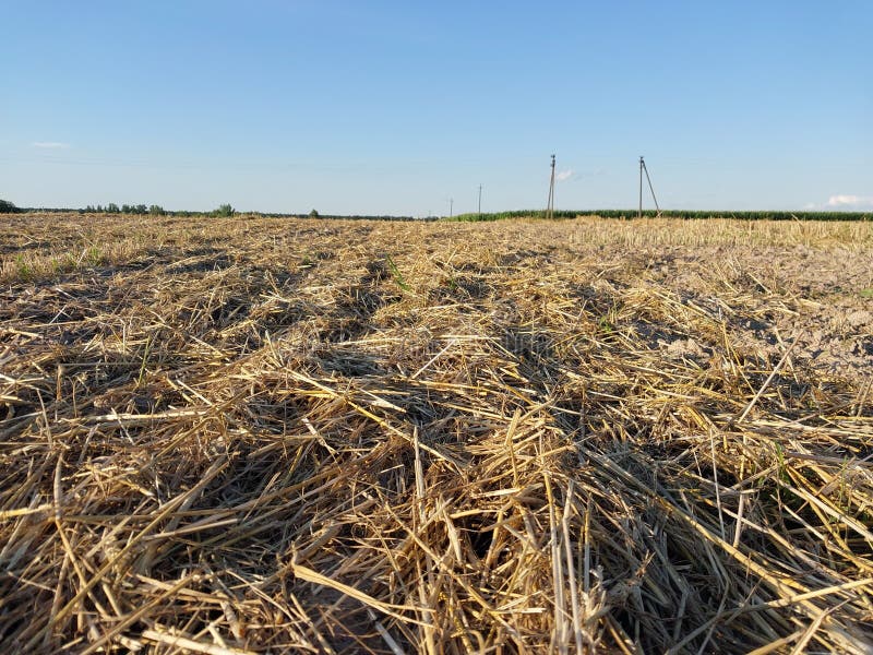Mowed Straw on the Field in the Village Stock Photo - Image of mowed ...