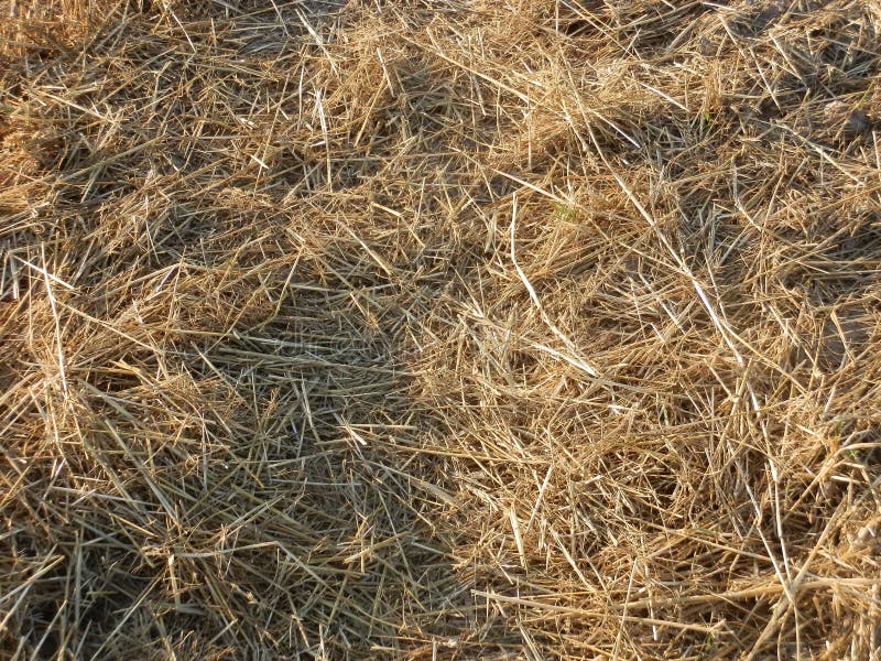 Mowed Straw on the Field in the Village Stock Photo - Image of straw ...