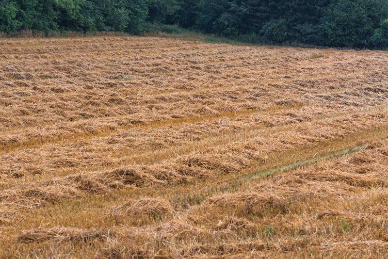 Mowed Stubble Cornfield after Harvest. Stock Image - Image of beings ...
