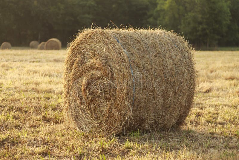 Mowing and baling dry hay stock image. Image of straw - 254402867