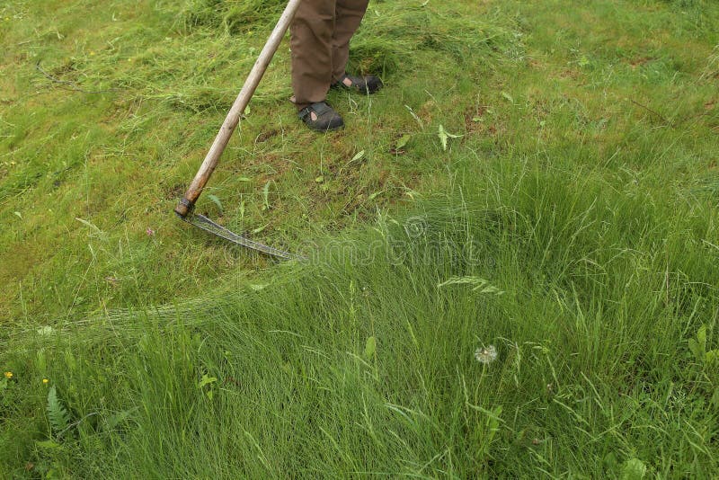 Mowing Grass with a Scythe. Stock Photo - Image of activity, worker ...