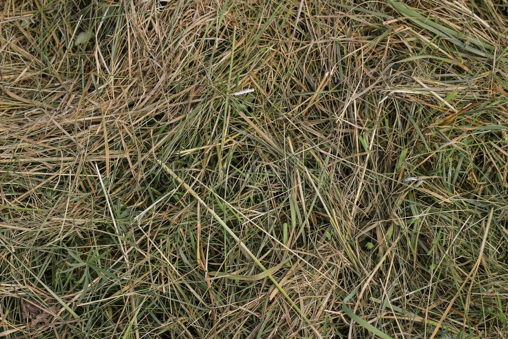 Mown Dry Grass on the Close-up. Hay Stock Image - Image of material ...