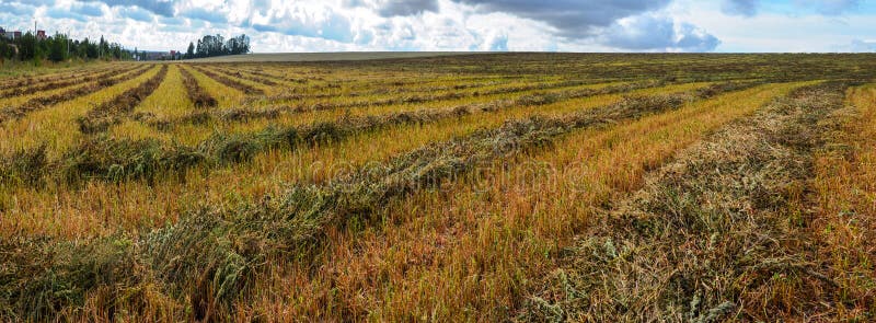 Mown Field of Buckwheat, Patterns with Green Sheaves Stock Image ...