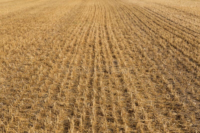 Mown field of wheat stock photo. Image of gold, field - 73809410