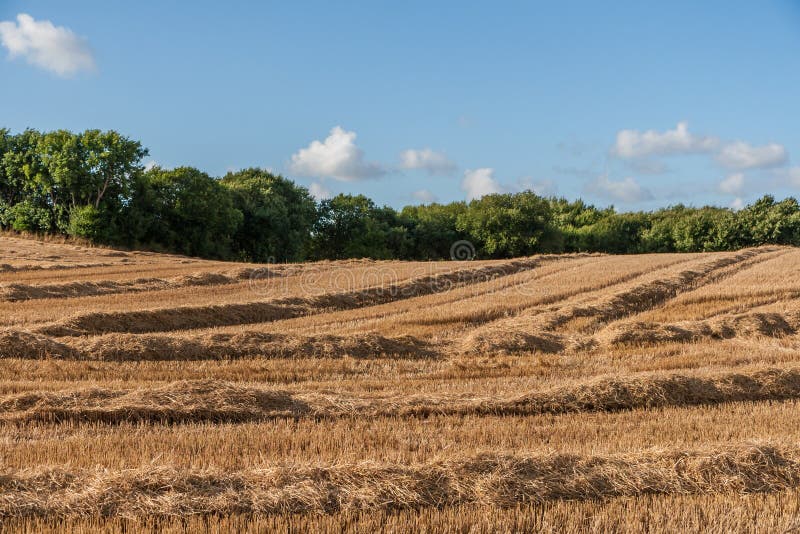 Mown field of wheat stock image. Image of cereal, field - 48807951