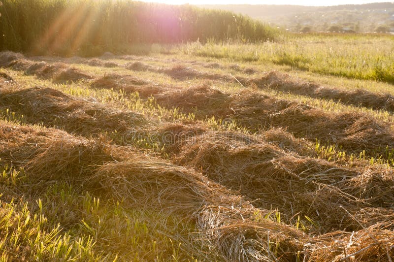 Mown hay stock image. Image of food, cross, nature, color - 25527071