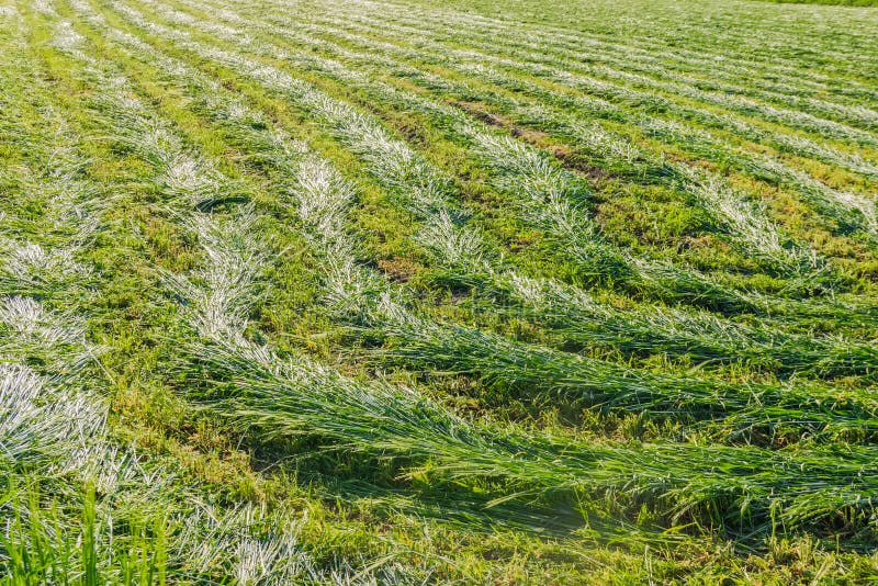 240 Windrows Stock Photos - Free & Royalty-Free Stock Photos from ...