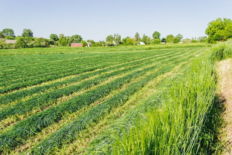 Mown hay stock photo. Image of plant, green, farm, natural - 55671002