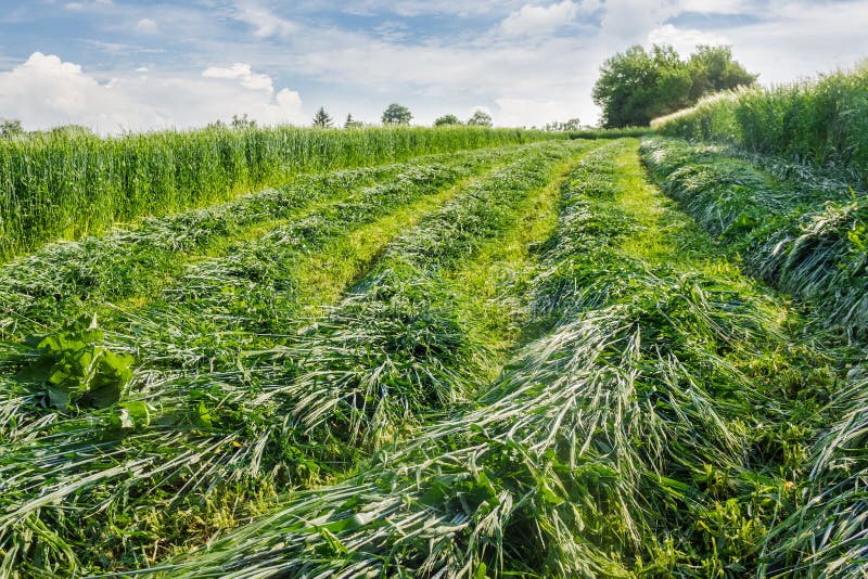 Hay Windrows Stock Images - Download 89 Royalty Free Photos