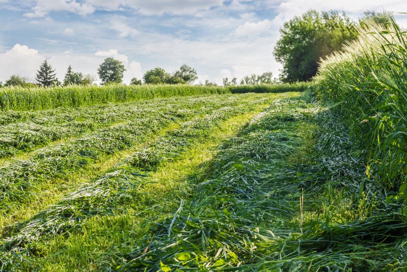 Mown hay stock image. Image of agronomy, ecology, soil - 55670987