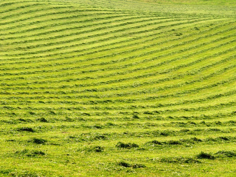 Mown lawn with lines 1 stock photo. Image of green, mowed - 16537704