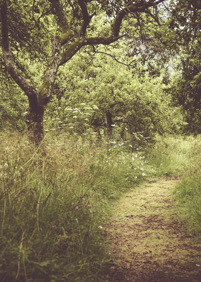 Mown Path through an Ancient Apple Orchard with Greenery Trees Stock ...