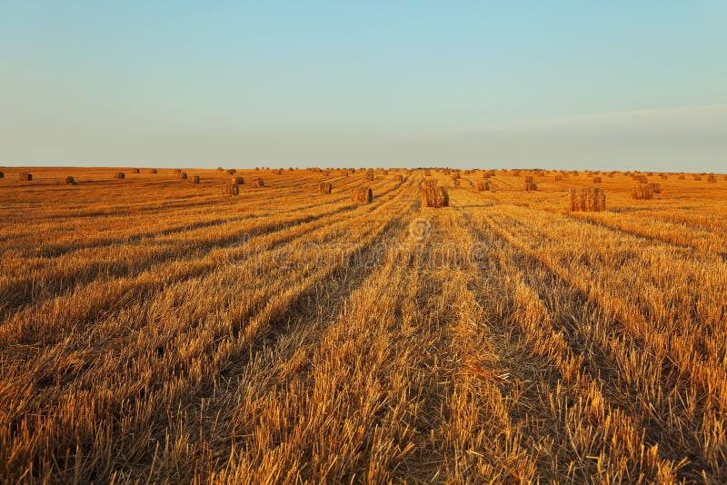 Mown Wheat Field stock photo. Image of agriculture, country - 20536224