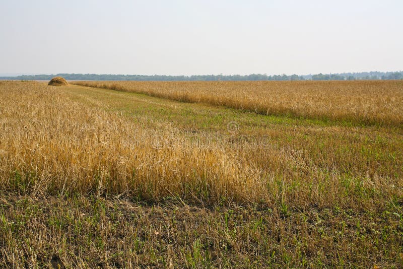 Mown wheat field and stack stock image. Image of cereal - 48305527